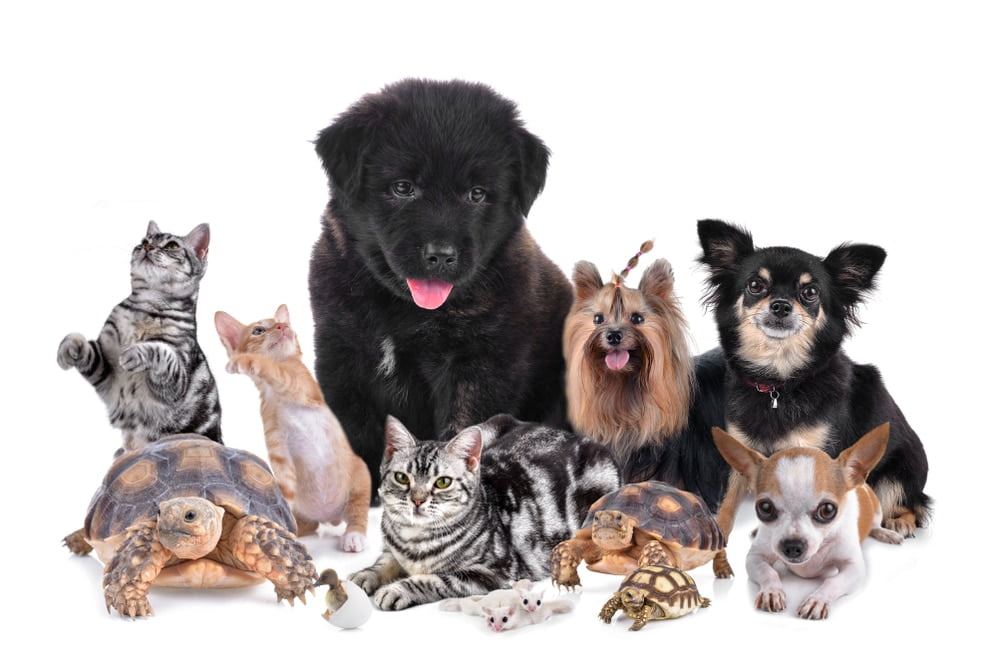 10 รายการ สิ่งของต้องห้ามในการส่งพัสดุ ไปต่างประเทศ